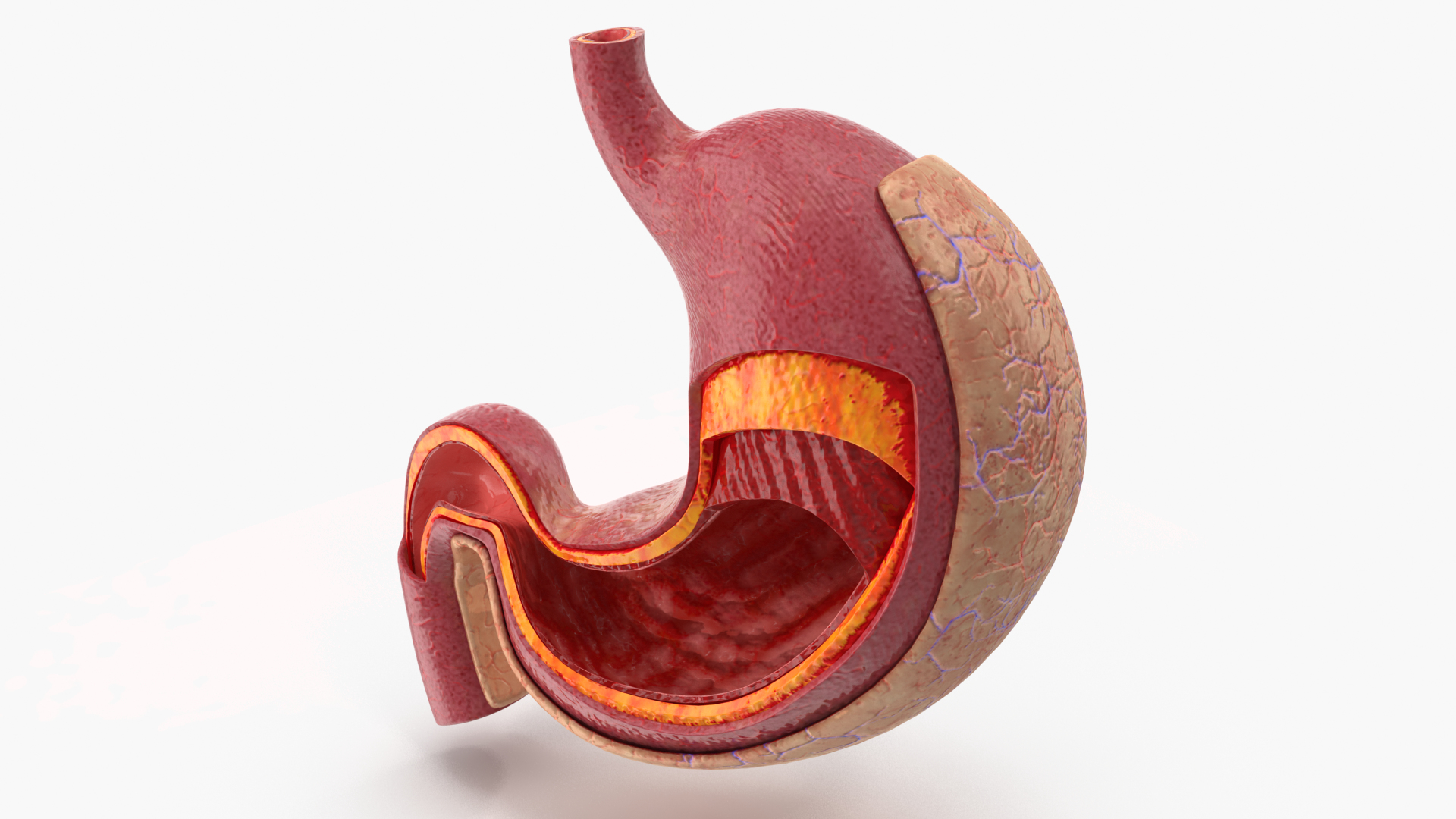 3D model stomach anatomy - TurboSquid 1669904