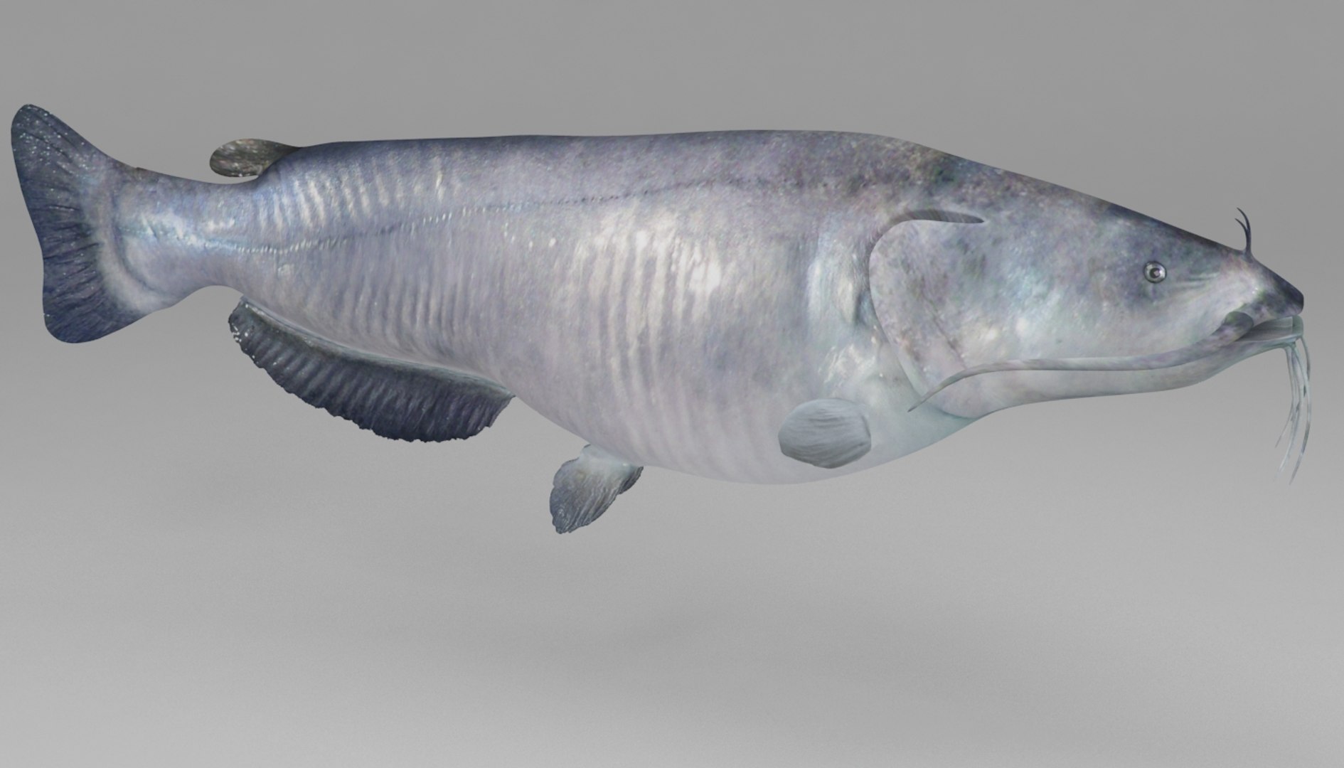 3D Blue Catfish Fish - TurboSquid 1276628