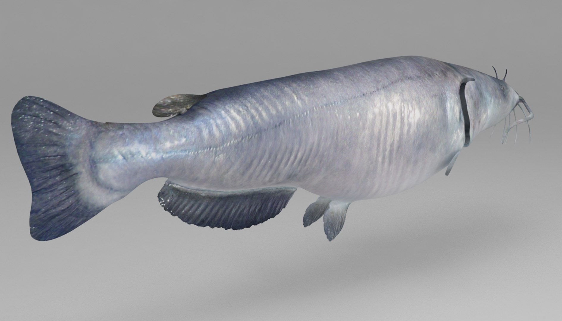 3D Blue Catfish Fish - TurboSquid 1276628