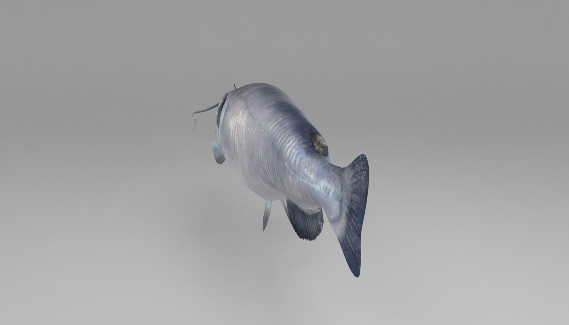3D Blue Catfish Fish - TurboSquid 1276628