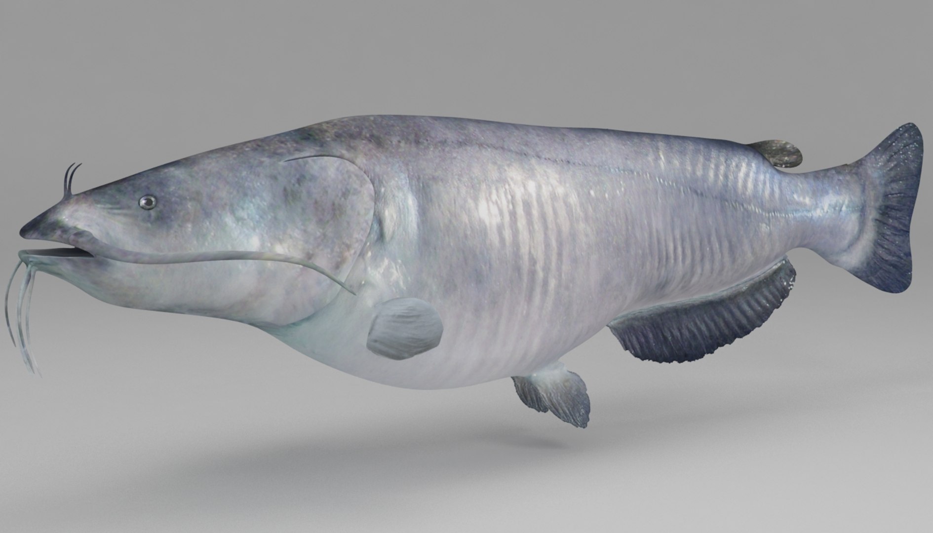 3D Blue Catfish Fish - TurboSquid 1276628