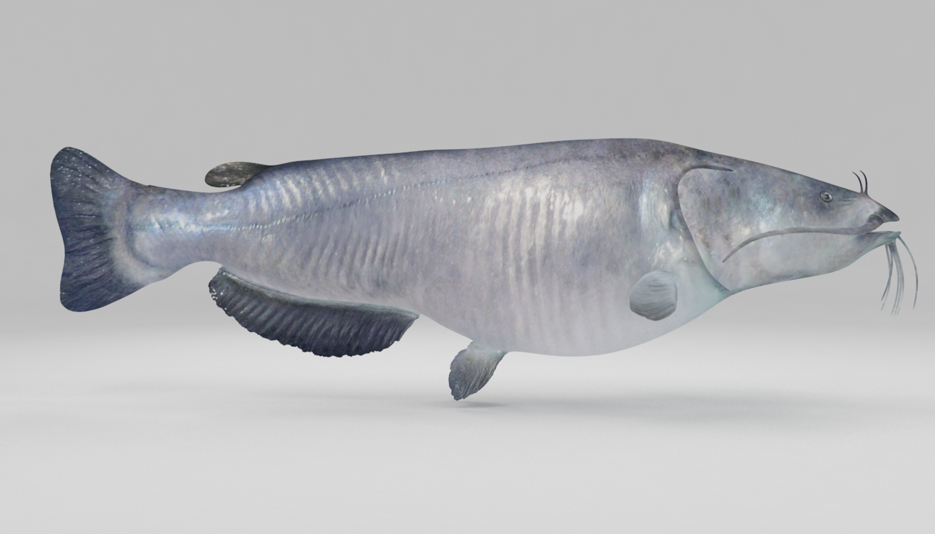 3D Blue Catfish Fish - TurboSquid 1276628