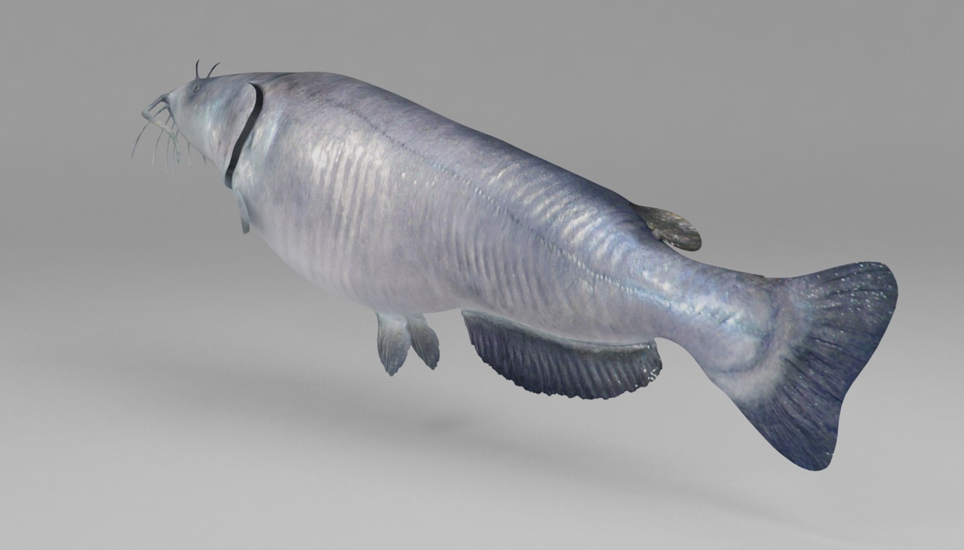 3D Blue Catfish Fish - TurboSquid 1276628