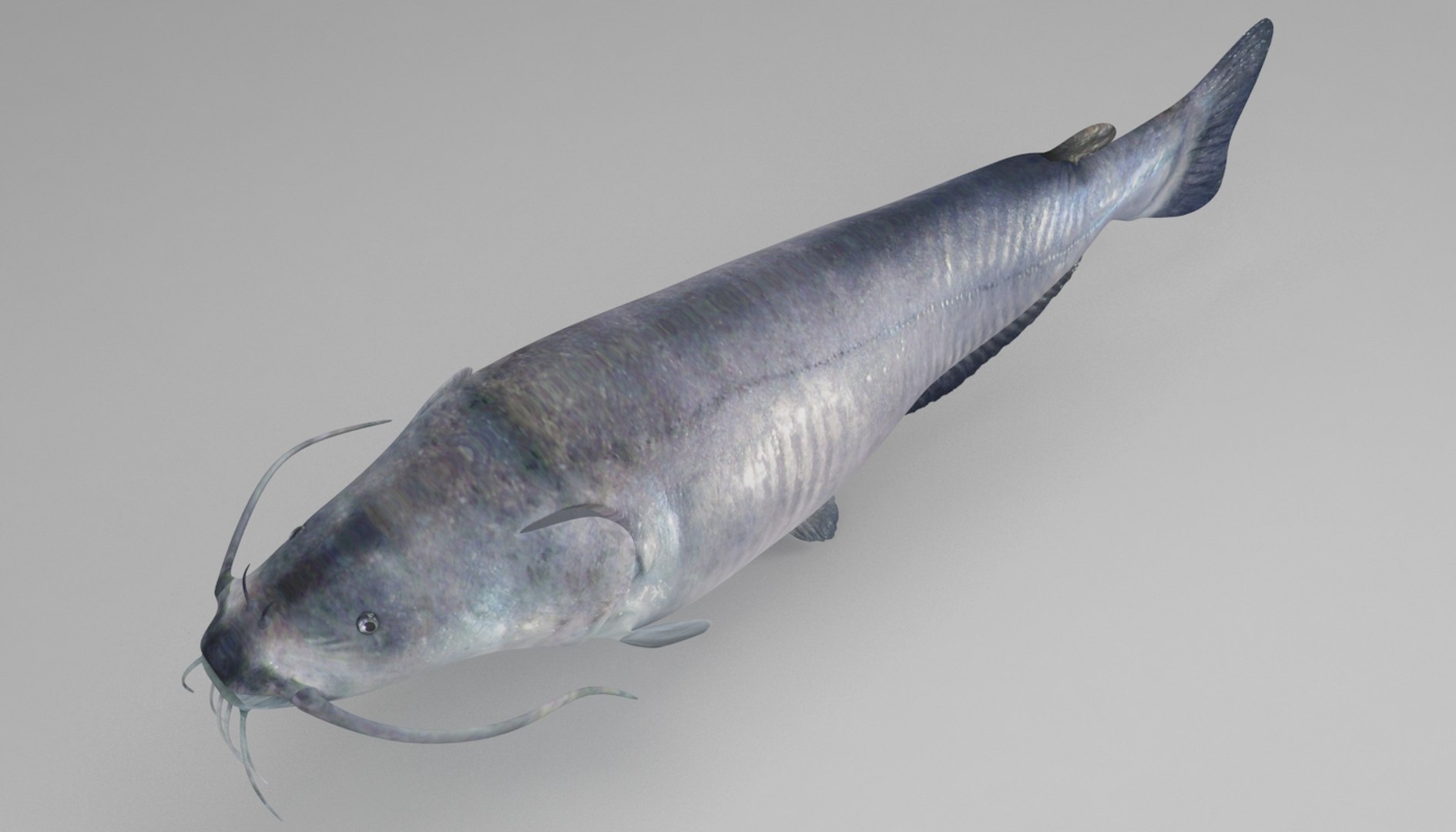 3D Blue Catfish Fish - TurboSquid 1276628