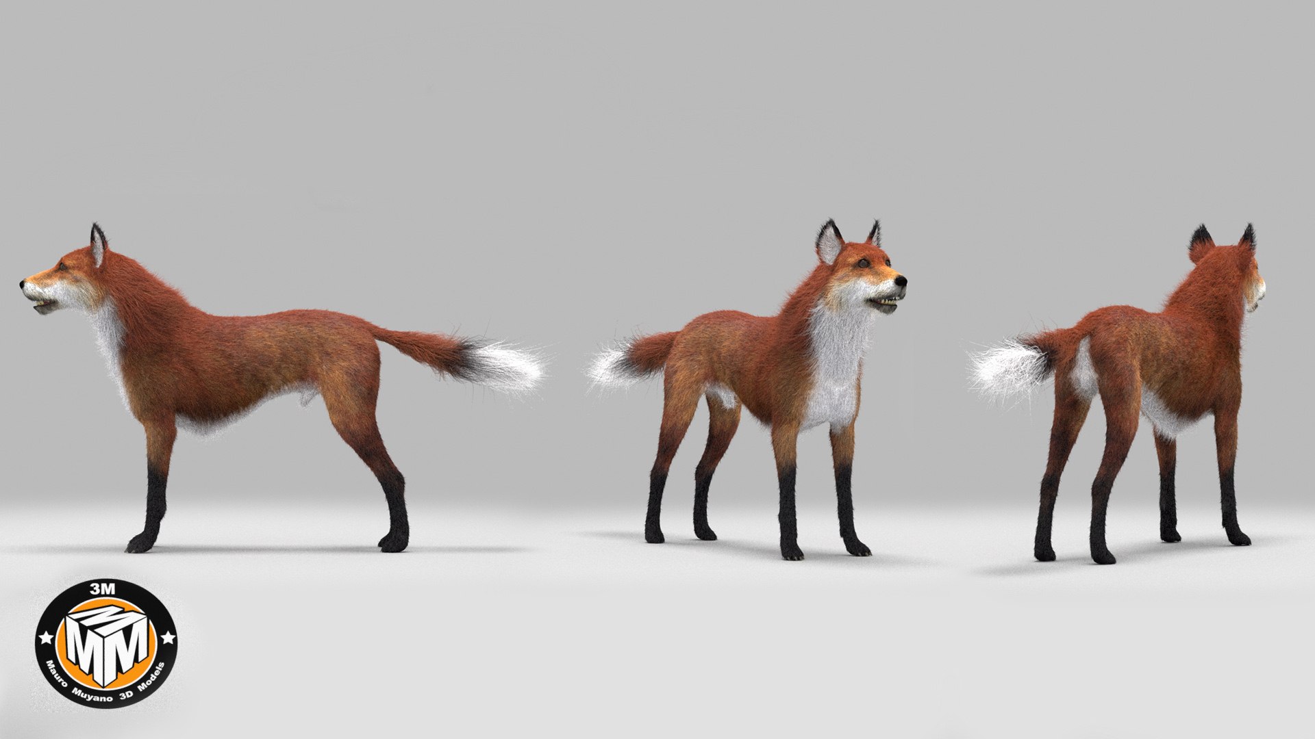 3D dusicyon avus model - TurboSquid 1278036