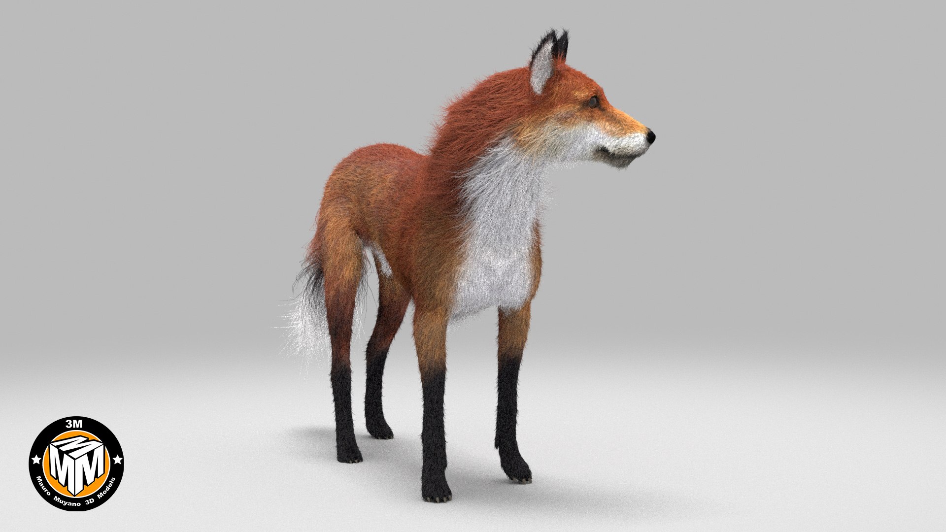 3D dusicyon avus model - TurboSquid 1278036