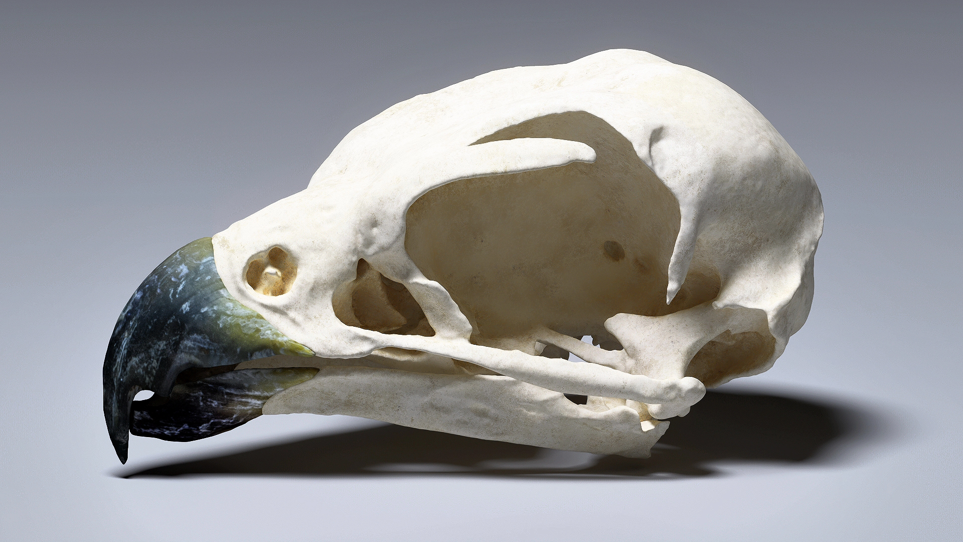 3D Model Peregrine Falcon Skull - TurboSquid 2169775
