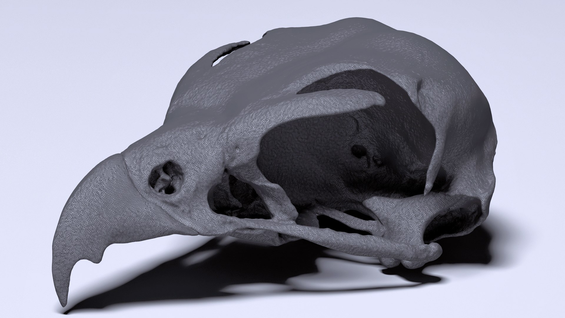 3D Model Peregrine Falcon Skull - TurboSquid 2169775