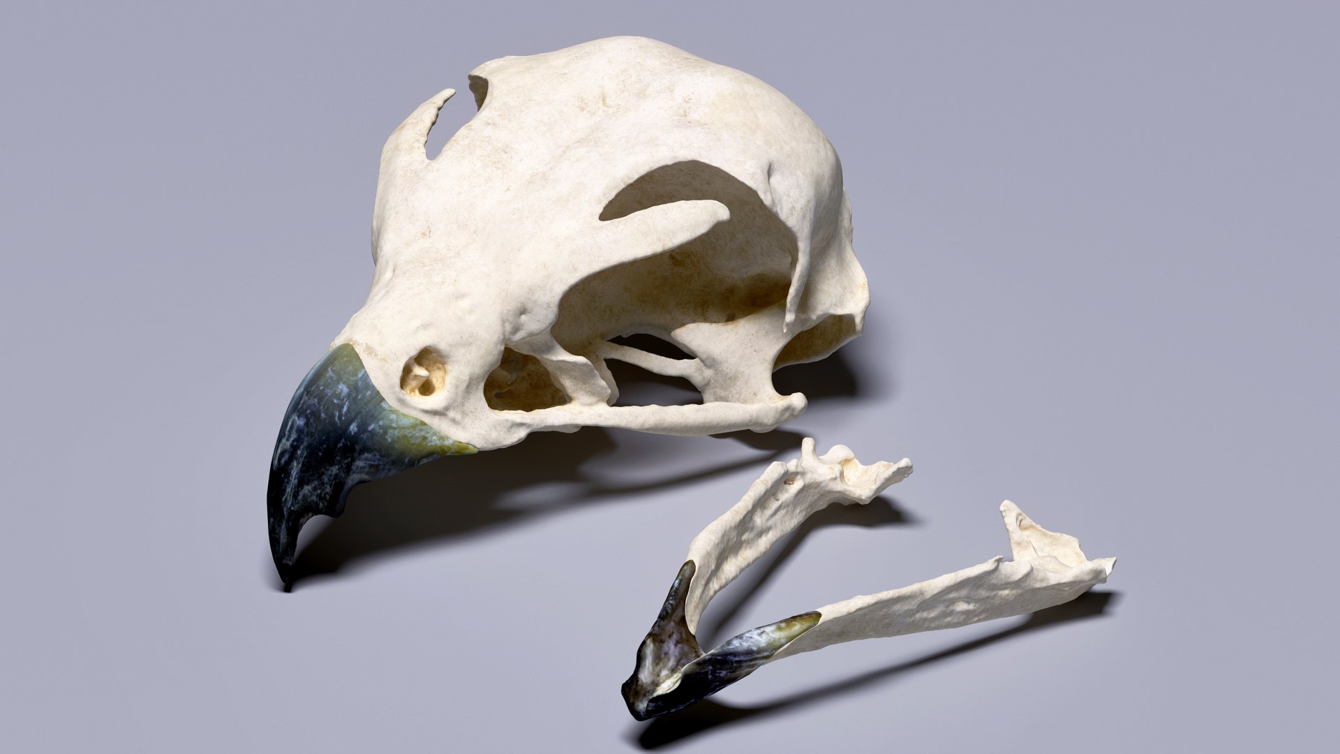 3D Model Peregrine Falcon Skull - TurboSquid 2169775