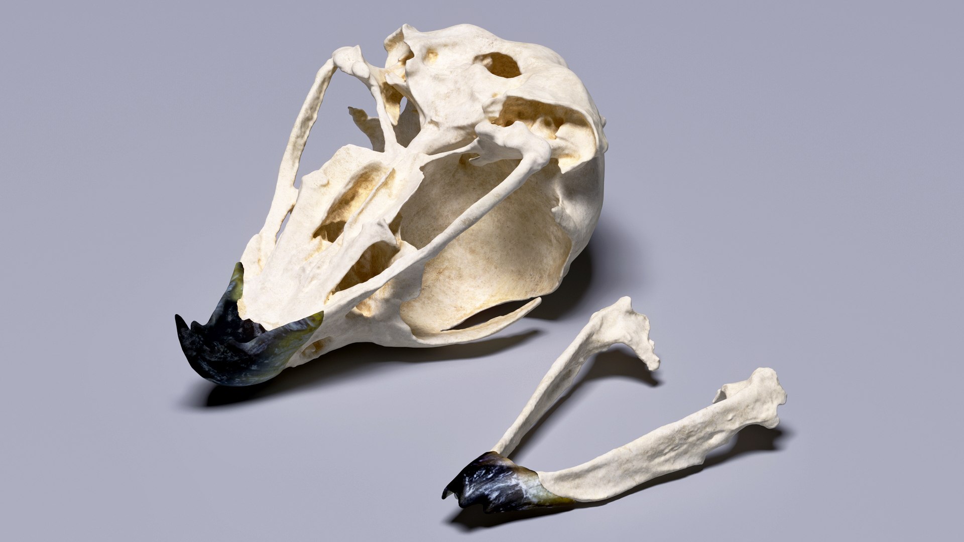 3D Model Peregrine Falcon Skull - TurboSquid 2169775