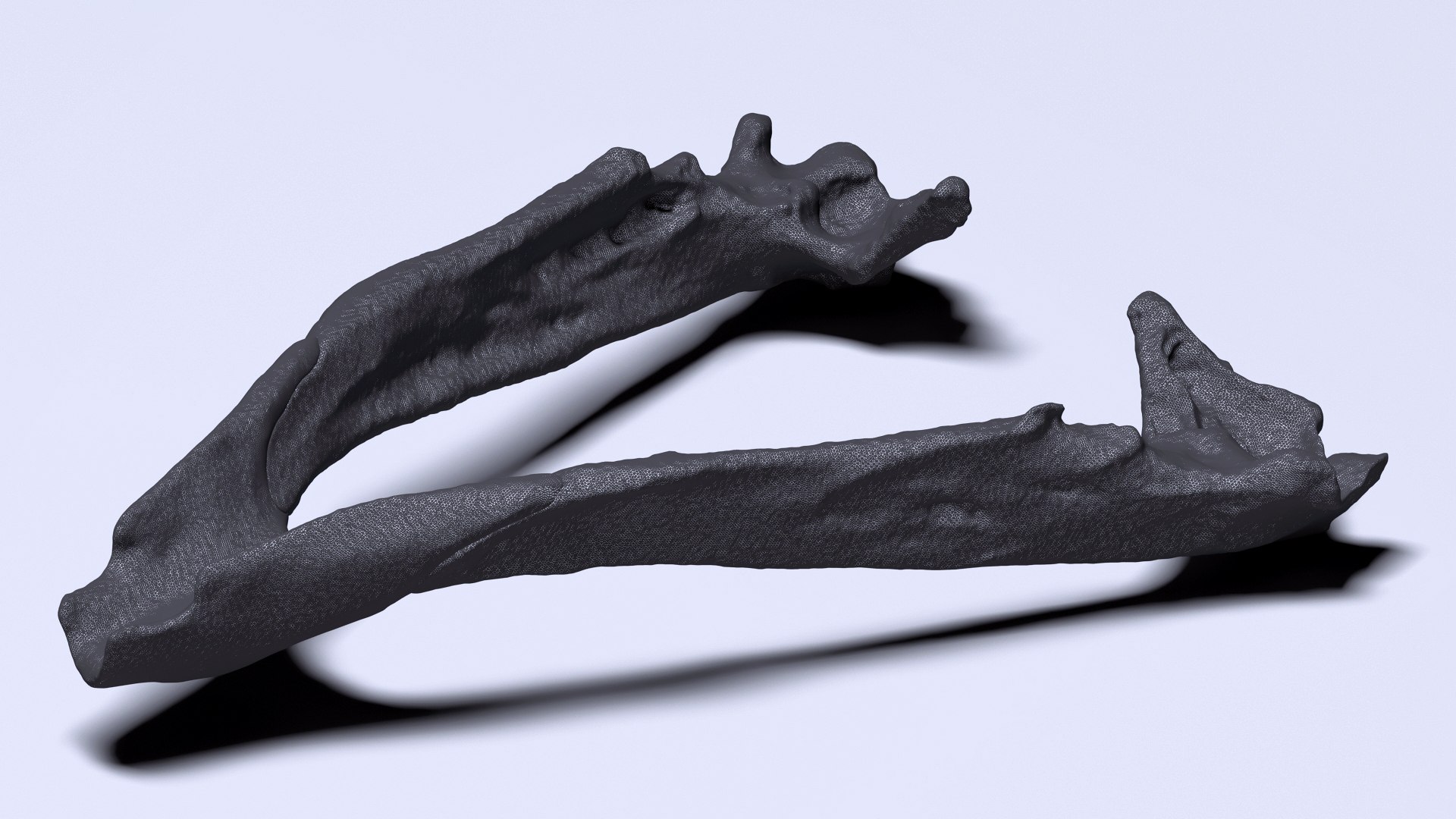 3D Model Peregrine Falcon Skull - TurboSquid 2169775