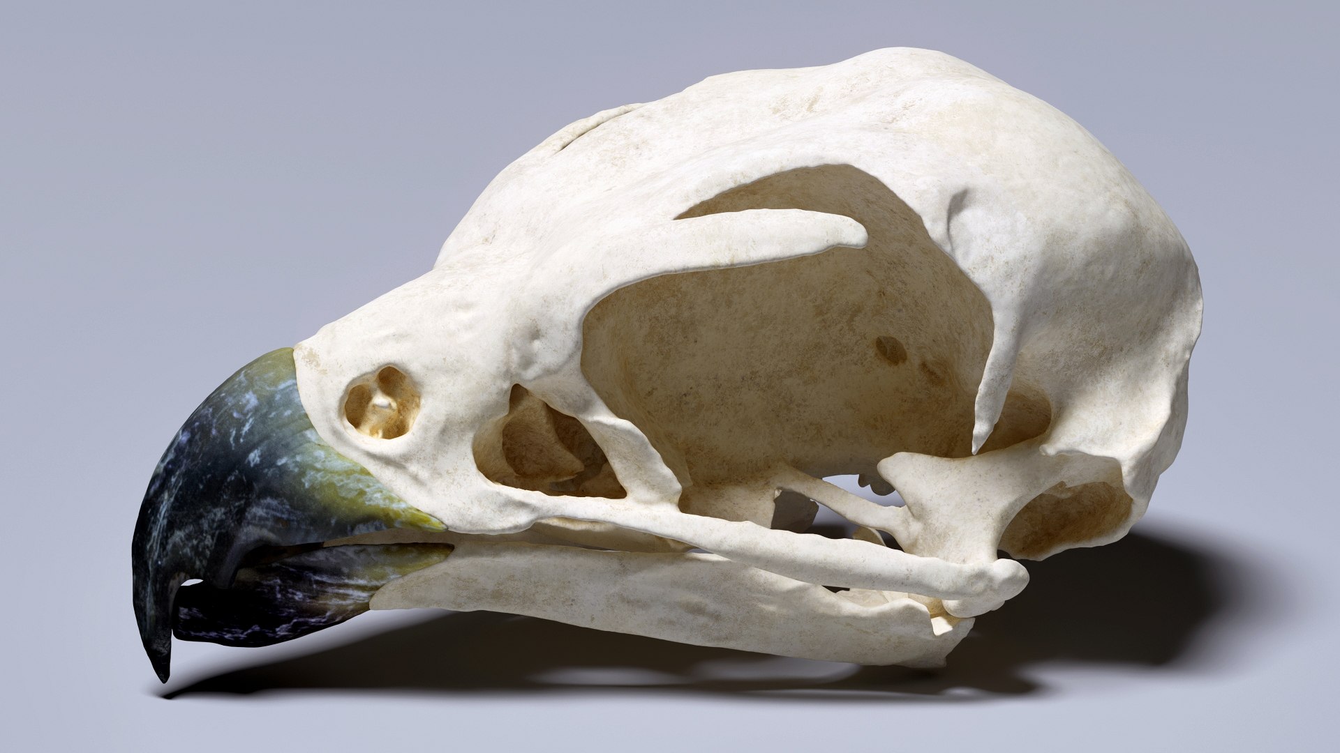 3D Model Peregrine Falcon Skull - TurboSquid 2169775