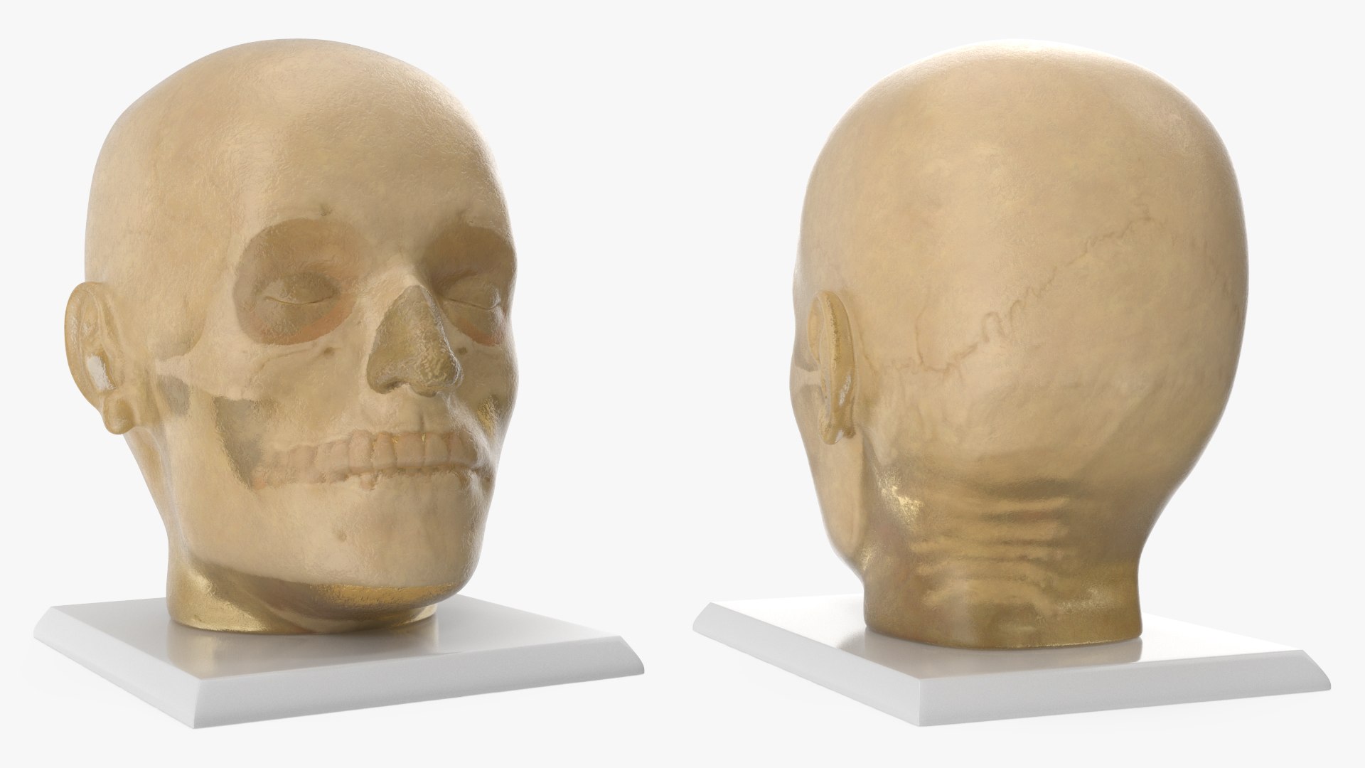 Human Ballistics Skull Head On Stand 3D Model - TurboSquid 2447341