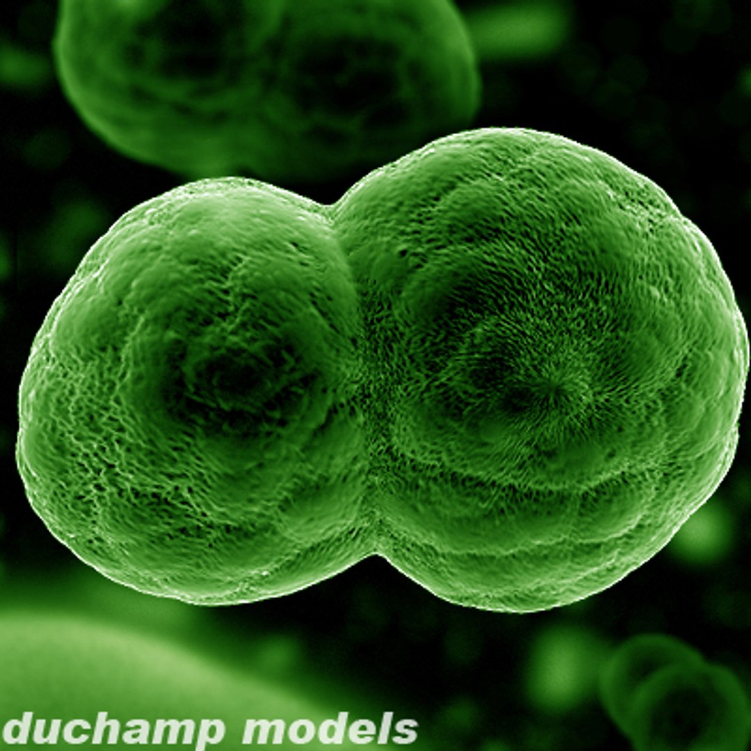 3d Dividing Cell Model