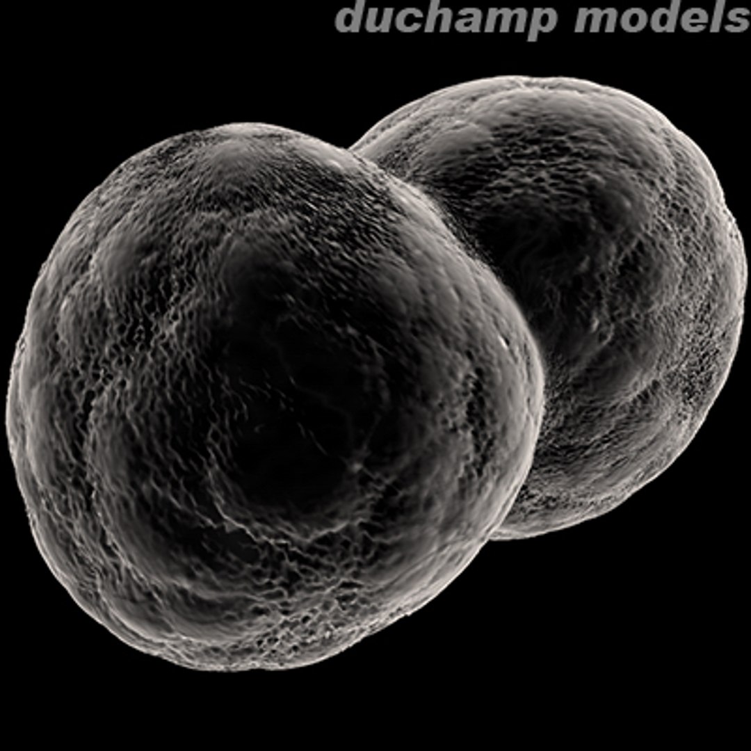 3d Dividing Cell Model