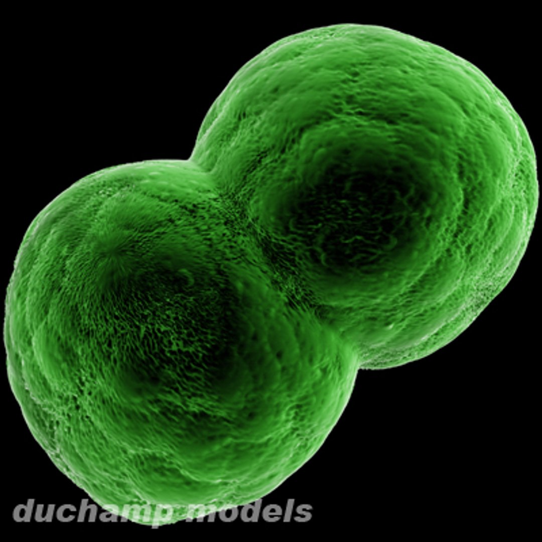 3d Dividing Cell Model
