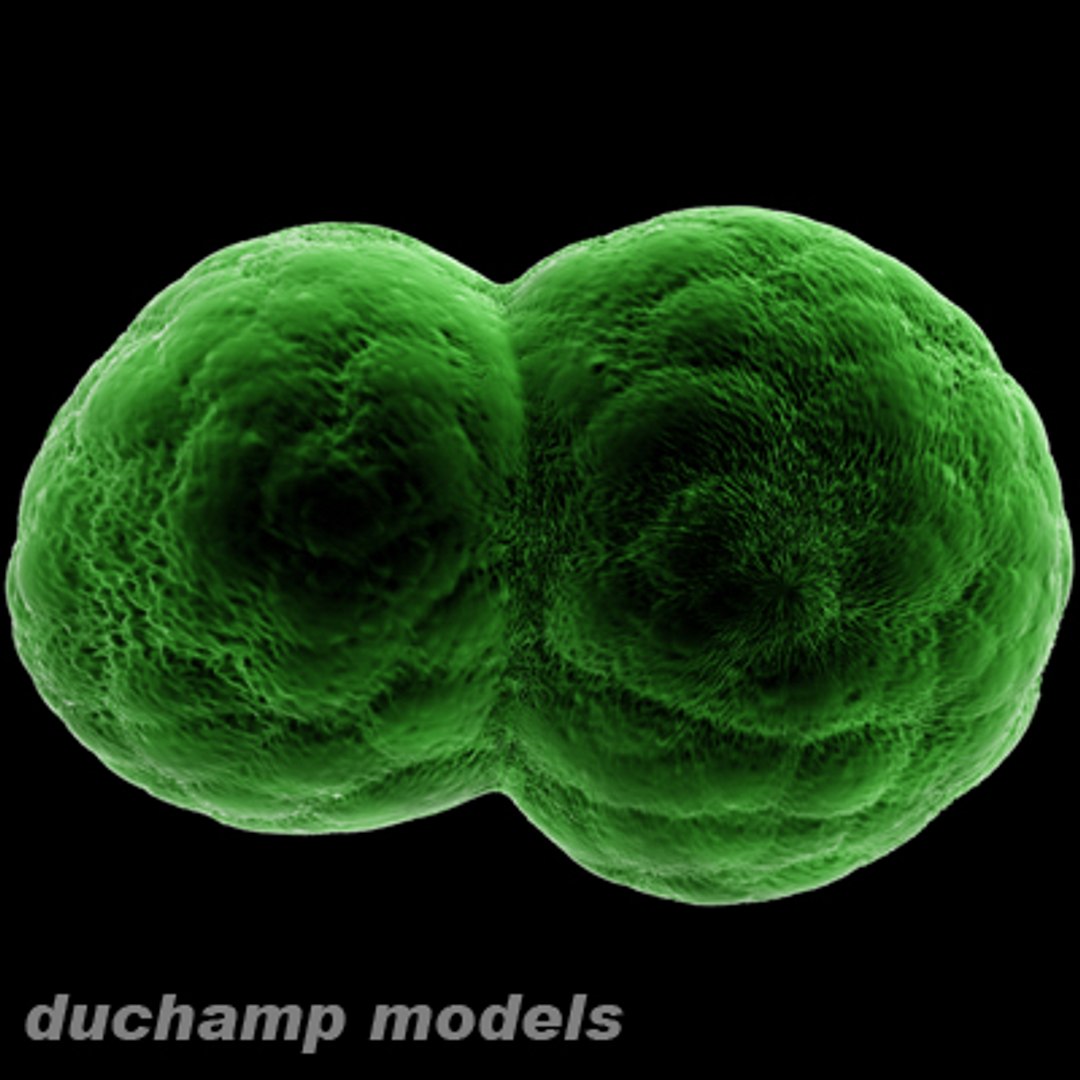 3d Dividing Cell Model