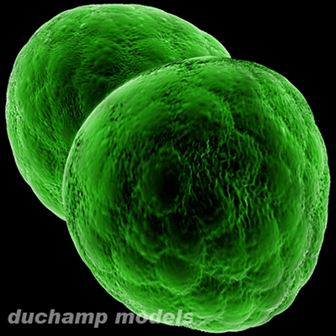 3d Dividing Cell Model