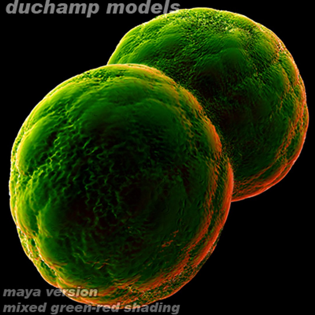 3d Dividing Cell Model