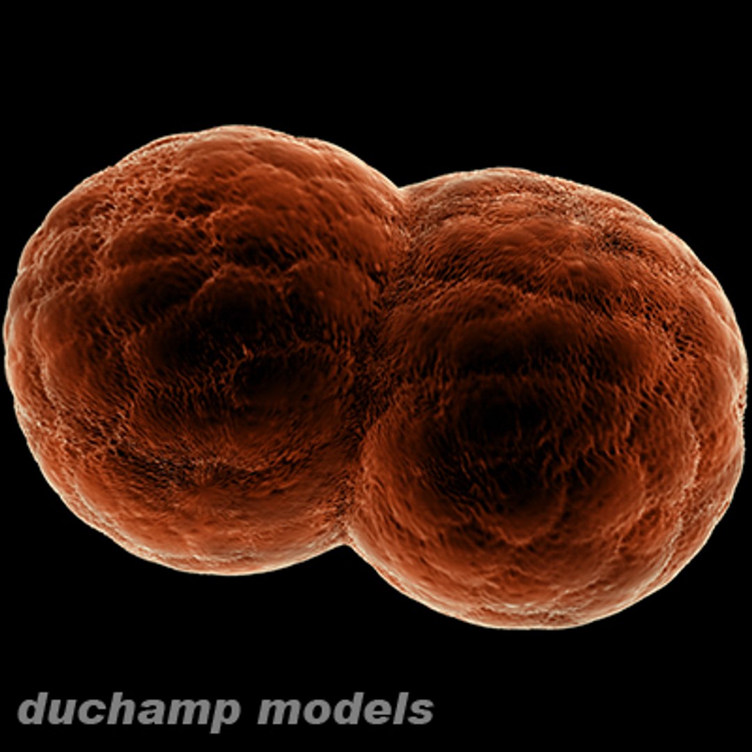 3d Dividing Cell Model
