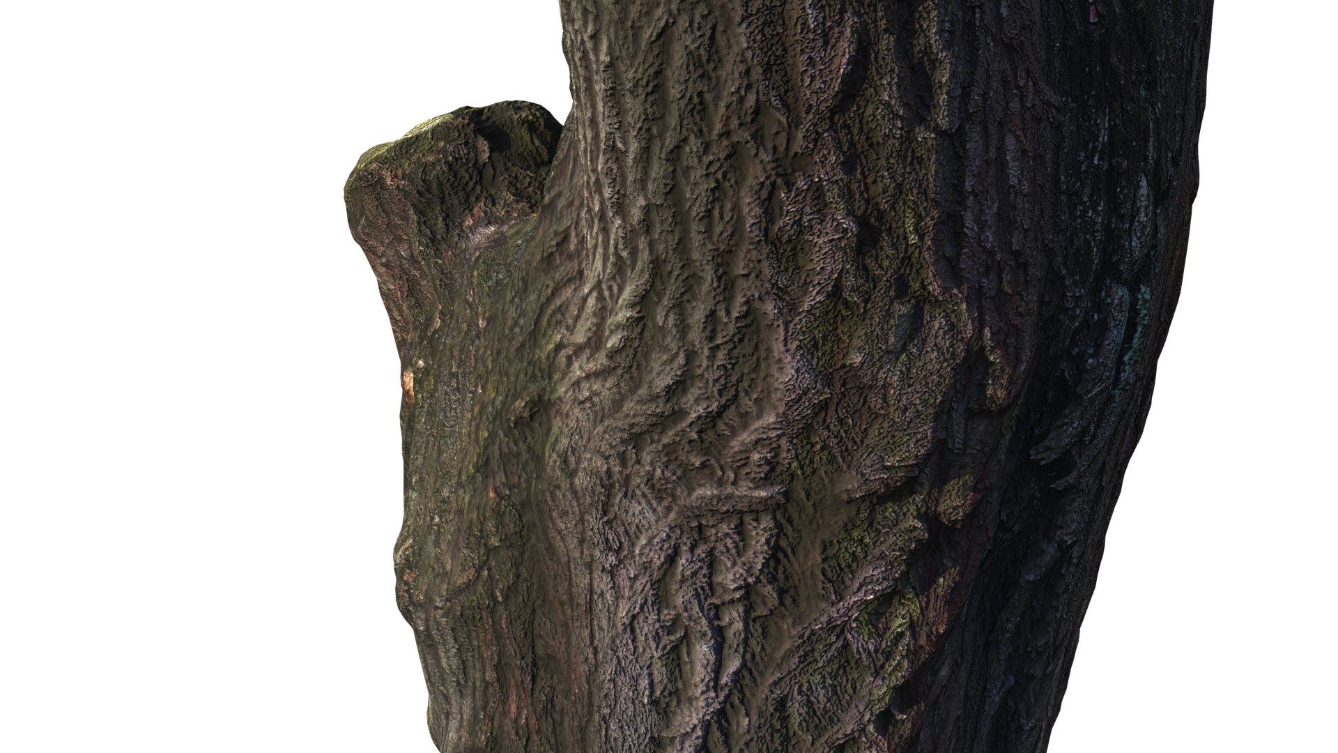 Trunk Acacia Tree 3D - TurboSquid 1245578