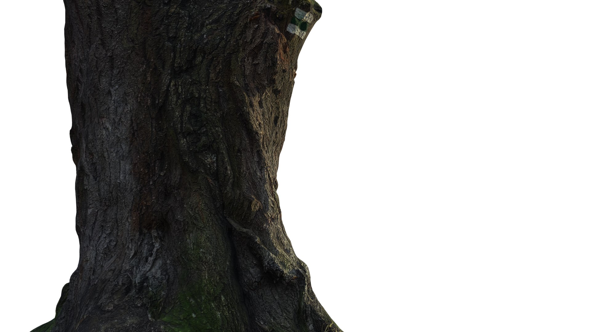 Trunk Acacia Tree 3D - TurboSquid 1245578