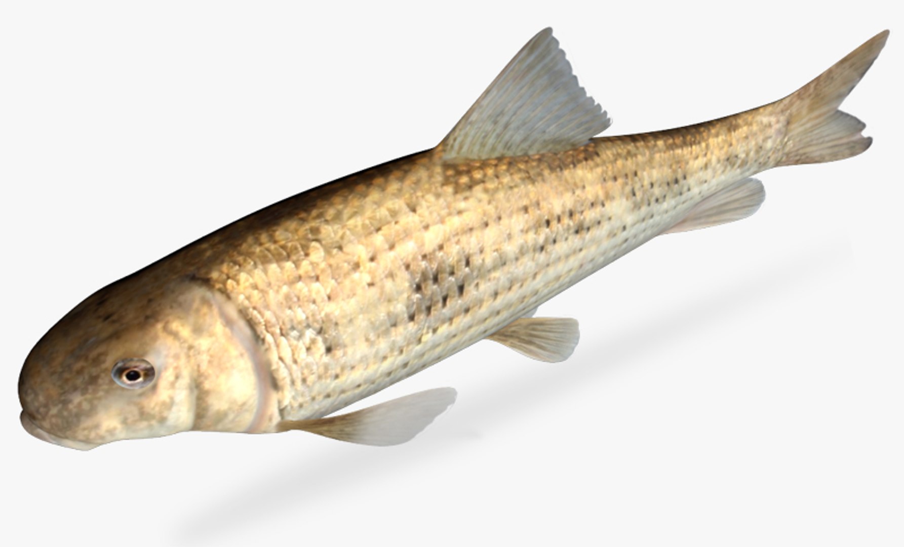 3d Model Minytrema Melanops Spotted Sucker