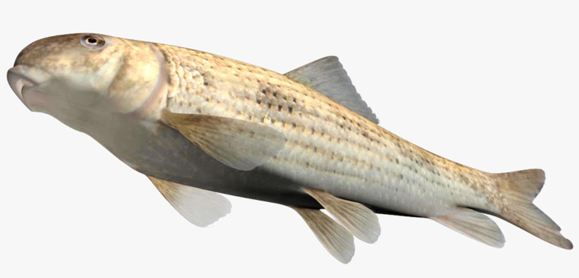 3d Model Minytrema Melanops Spotted Sucker