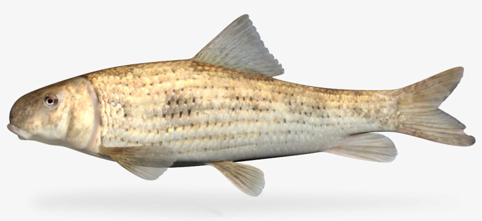 3d Model Minytrema Melanops Spotted Sucker