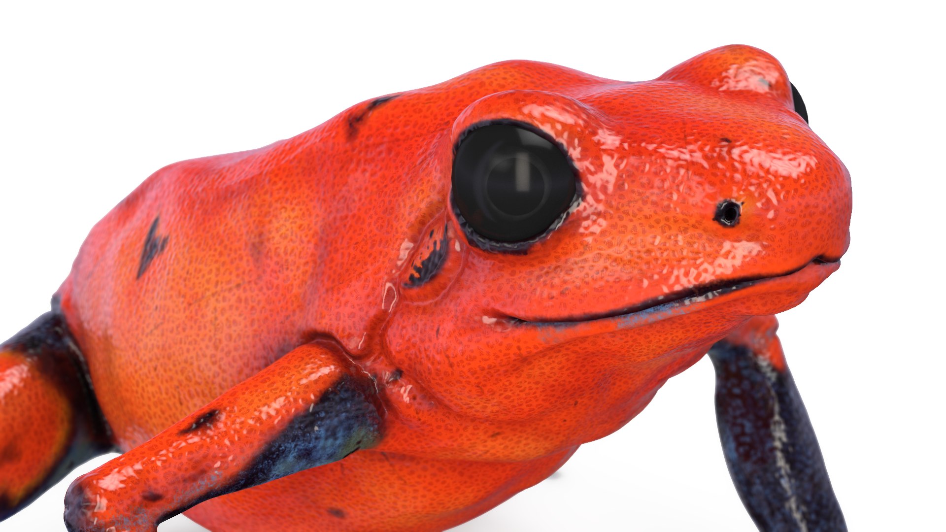 3D Red Poison Dart Frog Model - TurboSquid 2021523