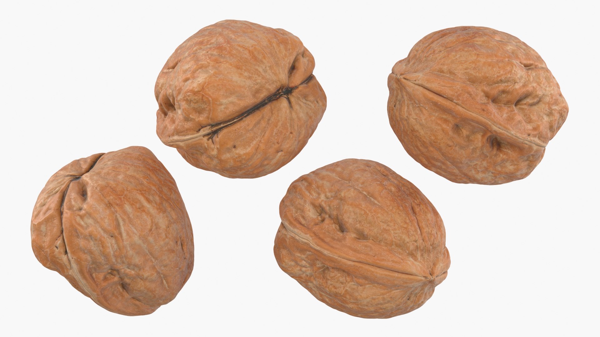 Walnut Shell 04 Model - TurboSquid 2016231