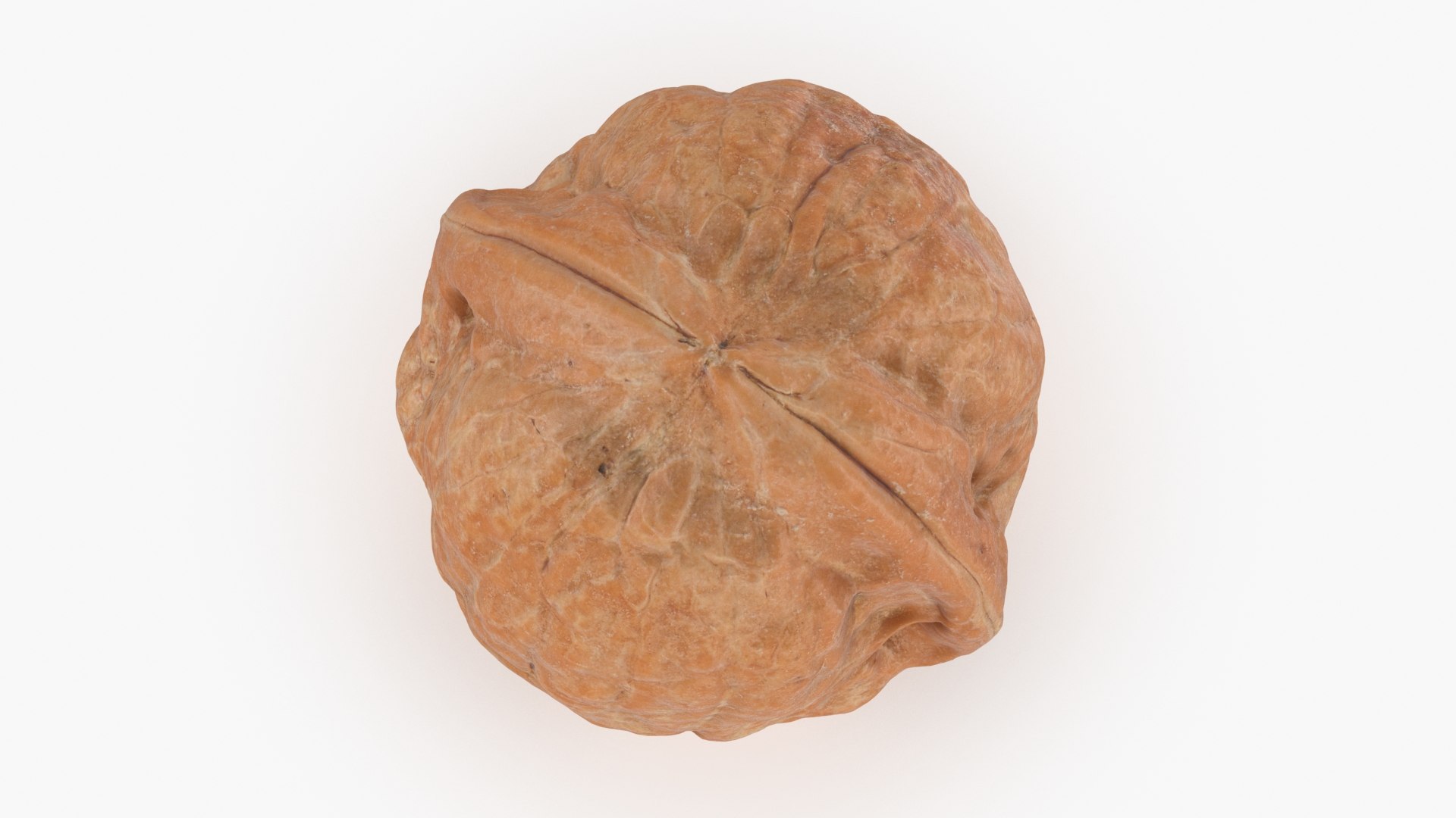 Walnut Shell 04 Model - TurboSquid 2016231