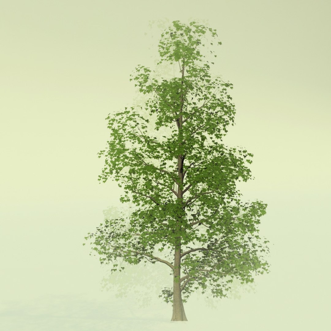 3d Model Summer Trees