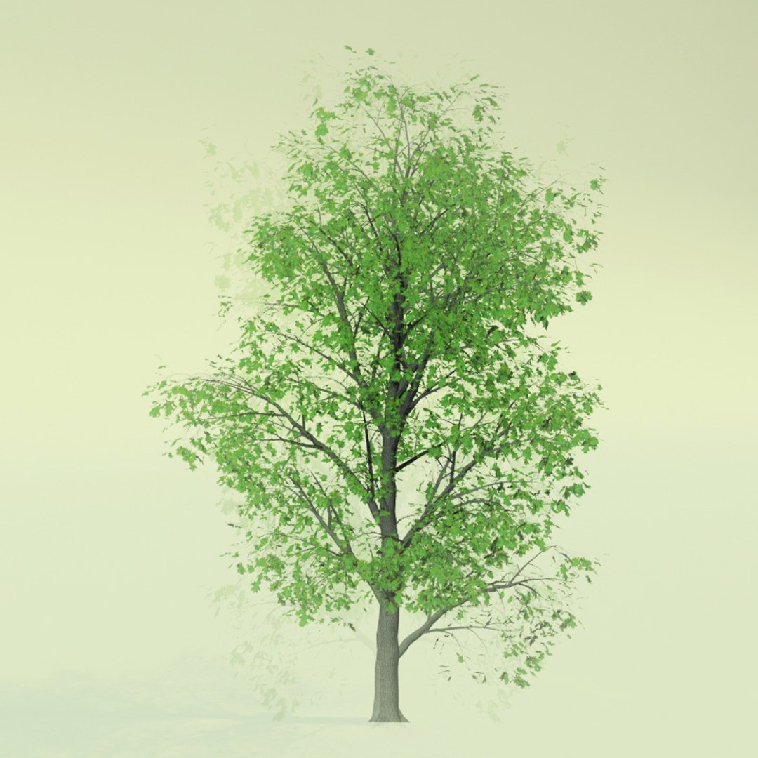 3d Model Summer Trees