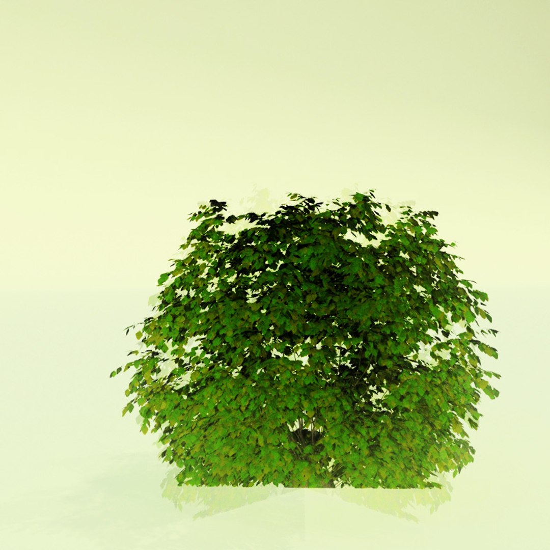 3d Model Summer Trees