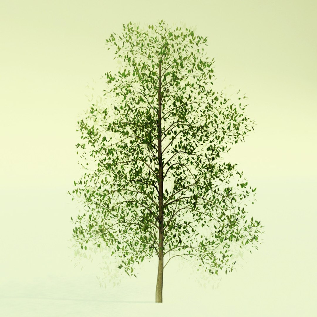 3d Model Summer Trees