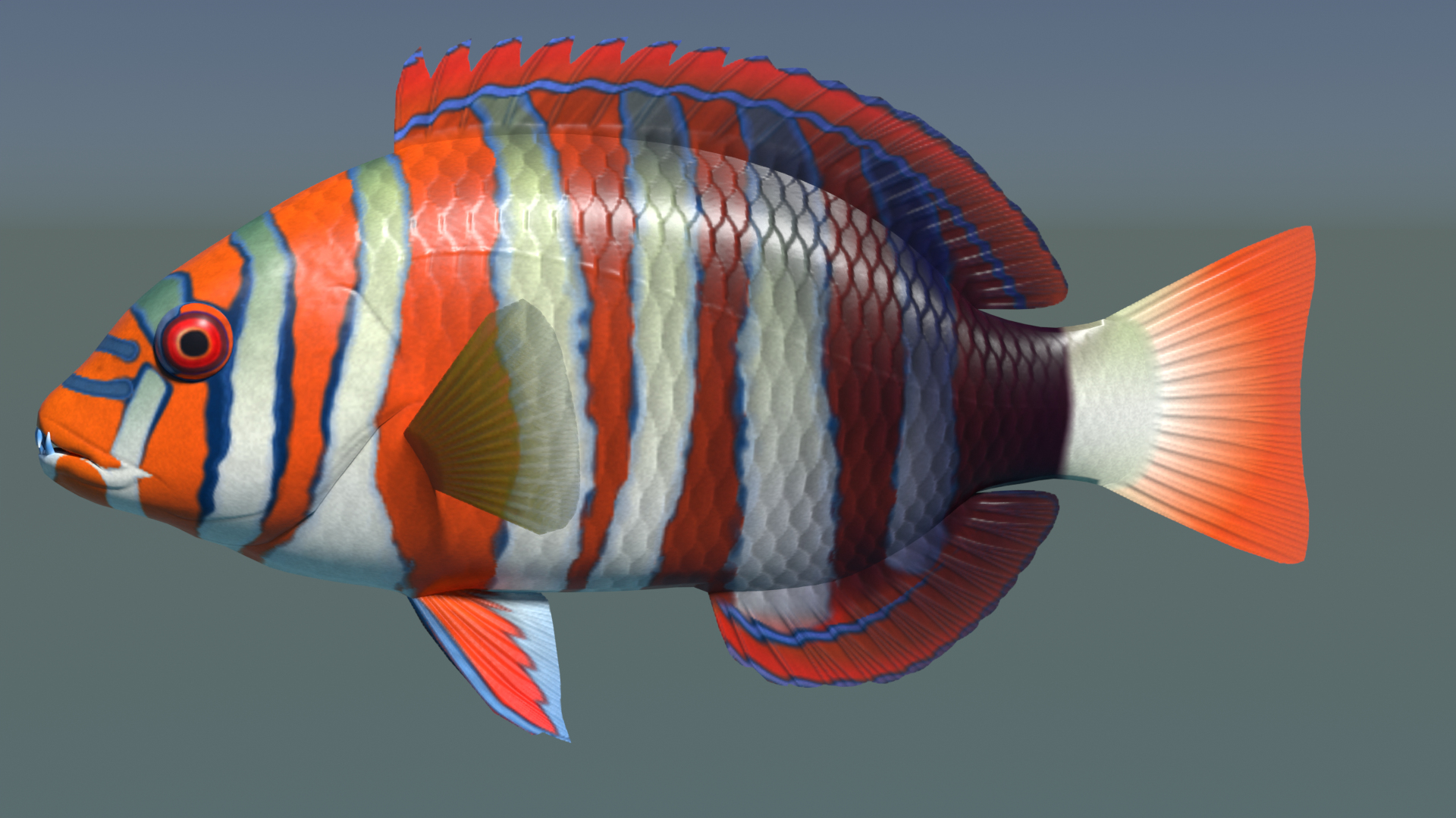 Harlequin Tuskfish 3d 3ds