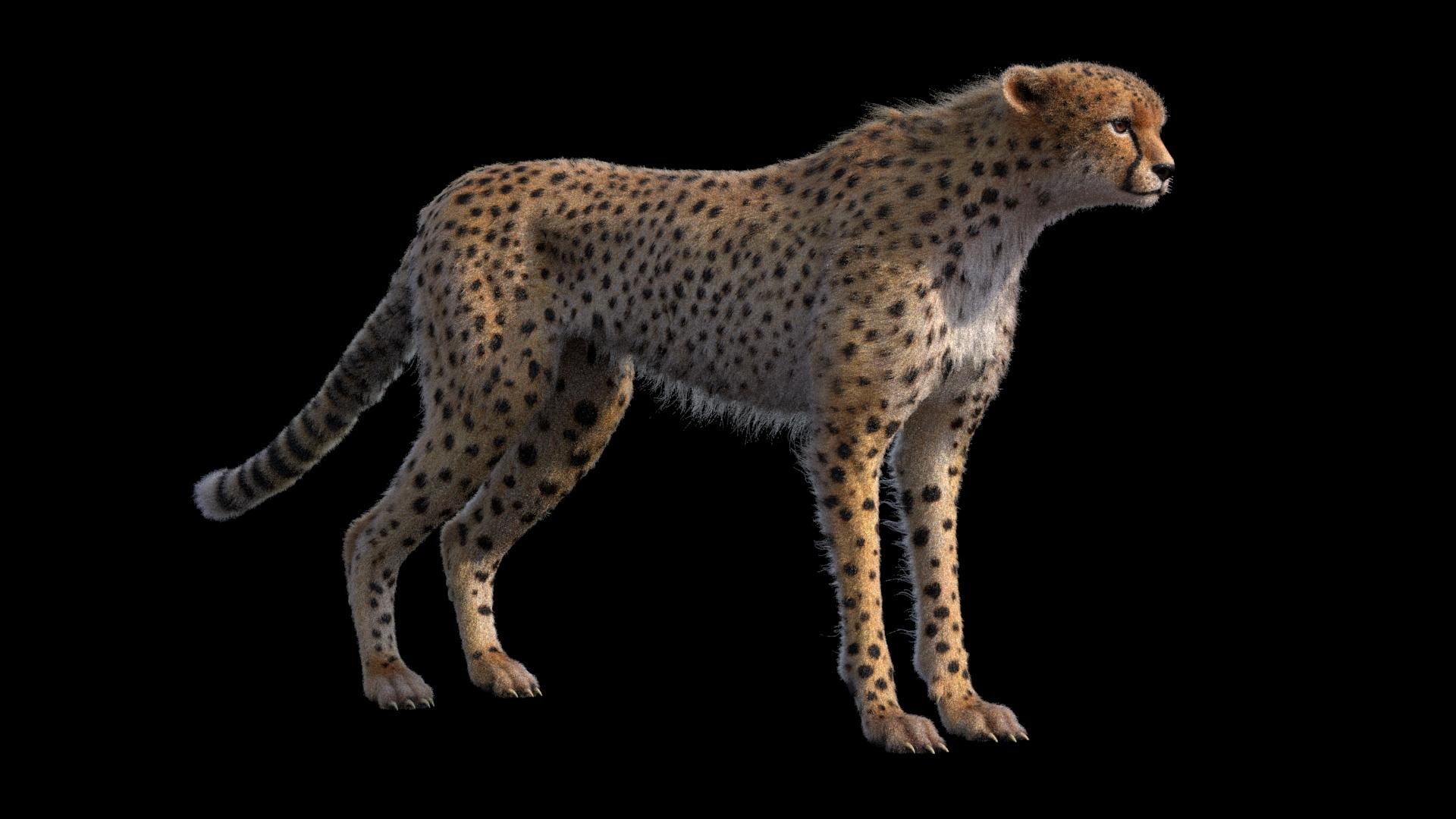 3D cheetah fur xgen skeletons model - TurboSquid 1479114