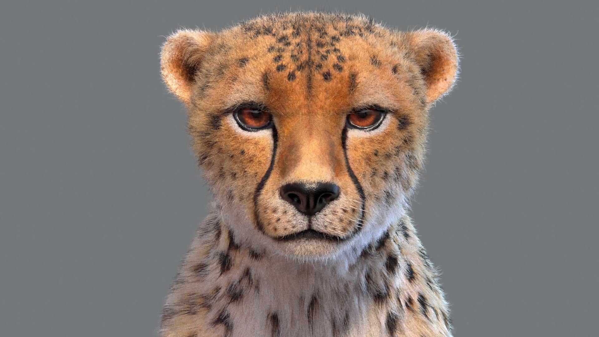 3D cheetah fur xgen skeletons model - TurboSquid 1479114