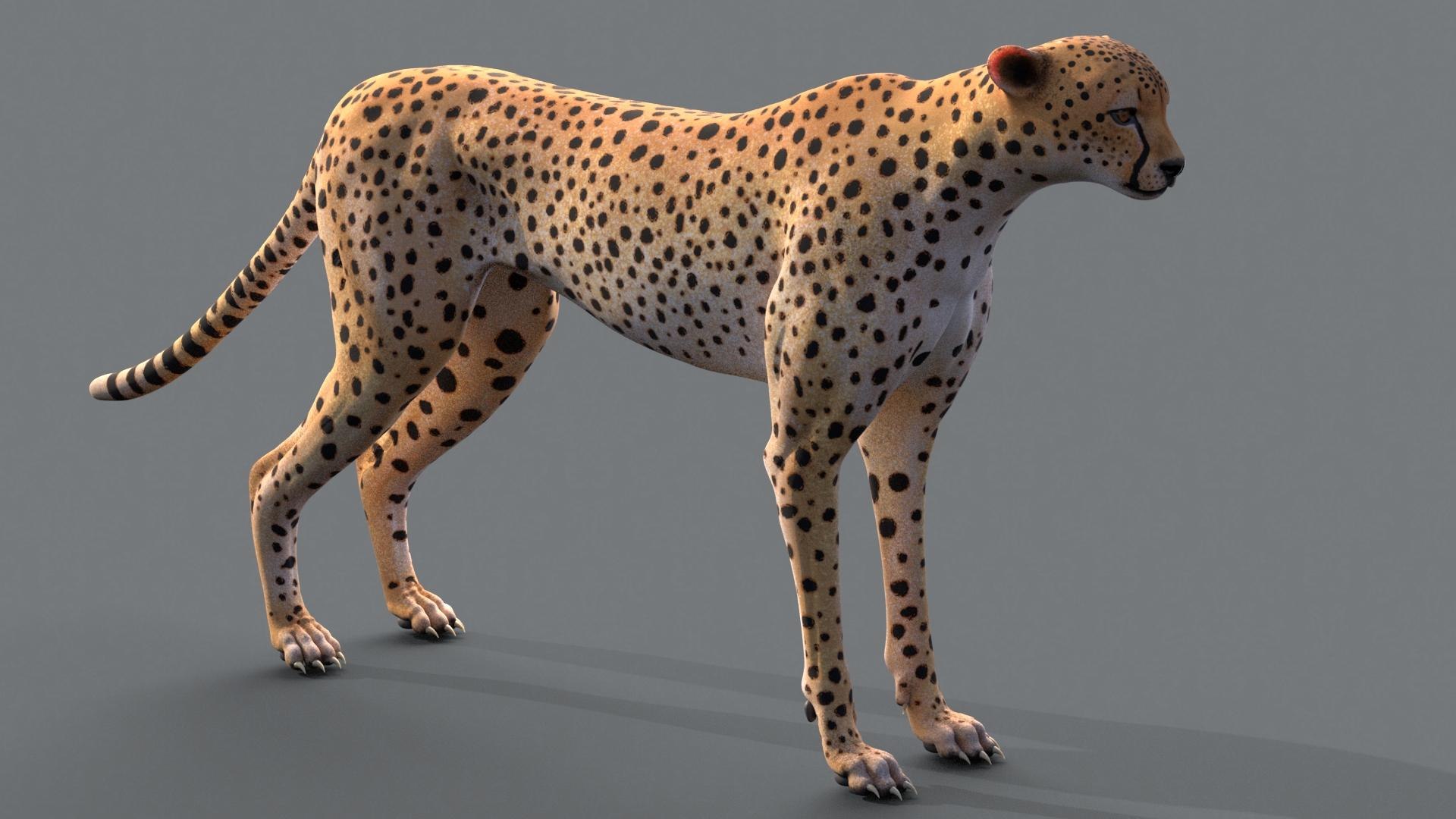 3D cheetah fur xgen skeletons model - TurboSquid 1479114