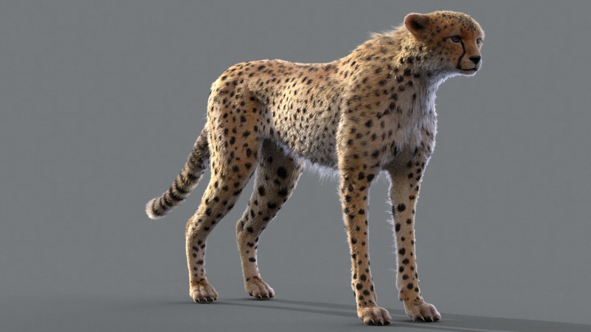 3D cheetah fur xgen skeletons model - TurboSquid 1479114