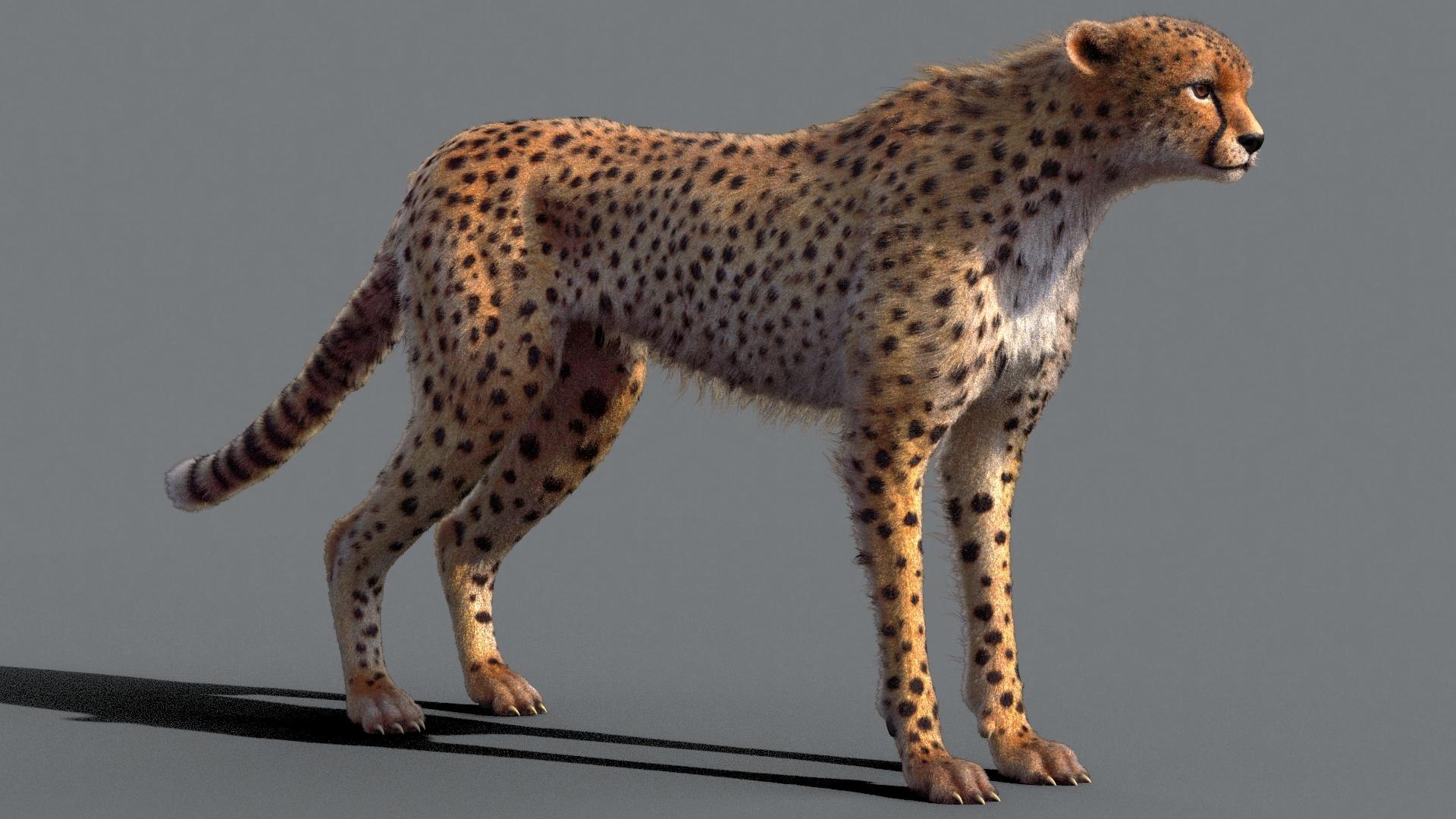 3D cheetah fur xgen skeletons model - TurboSquid 1479114