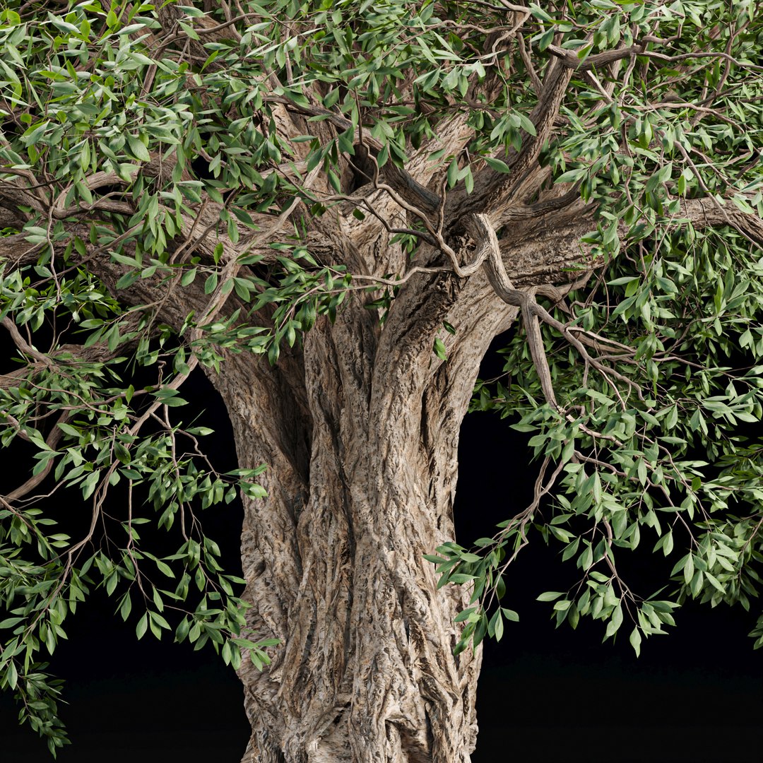 3D Mysterious Tree Vol 251-Blender-3dmodel - TurboSquid 2217085