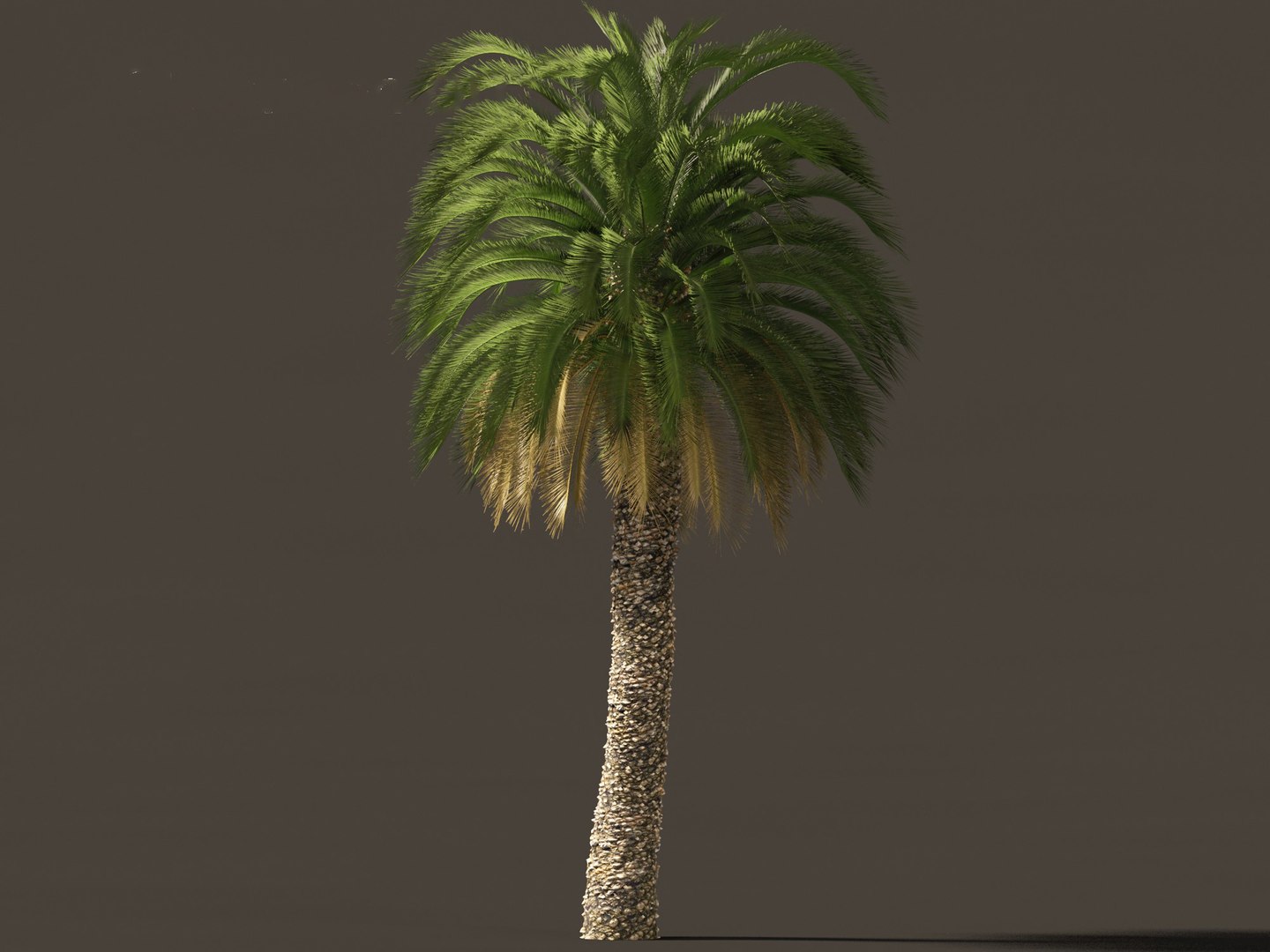 3D Macrozamia Moorei - Cycad Palm 02 Model - TurboSquid 2137738