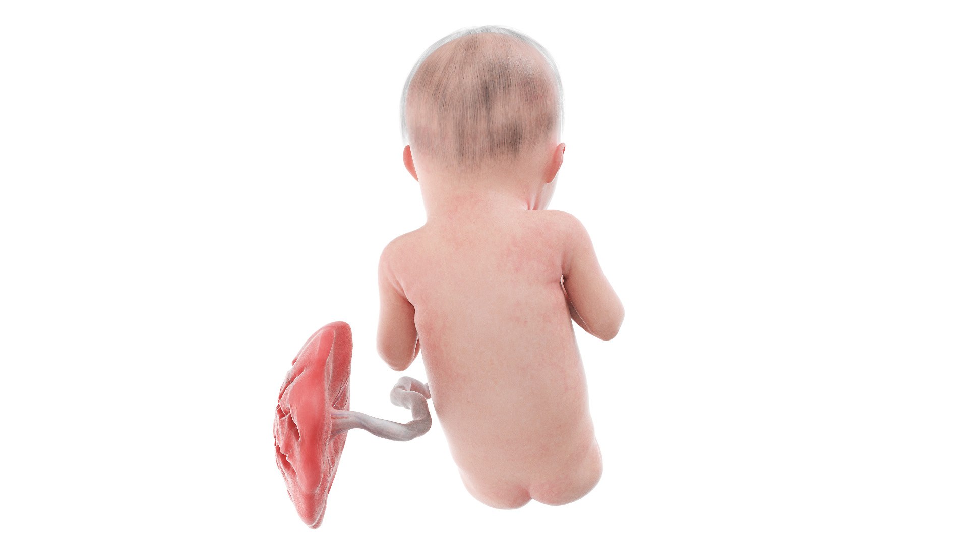 Fetus Week 26 Static Model - TurboSquid 1870904