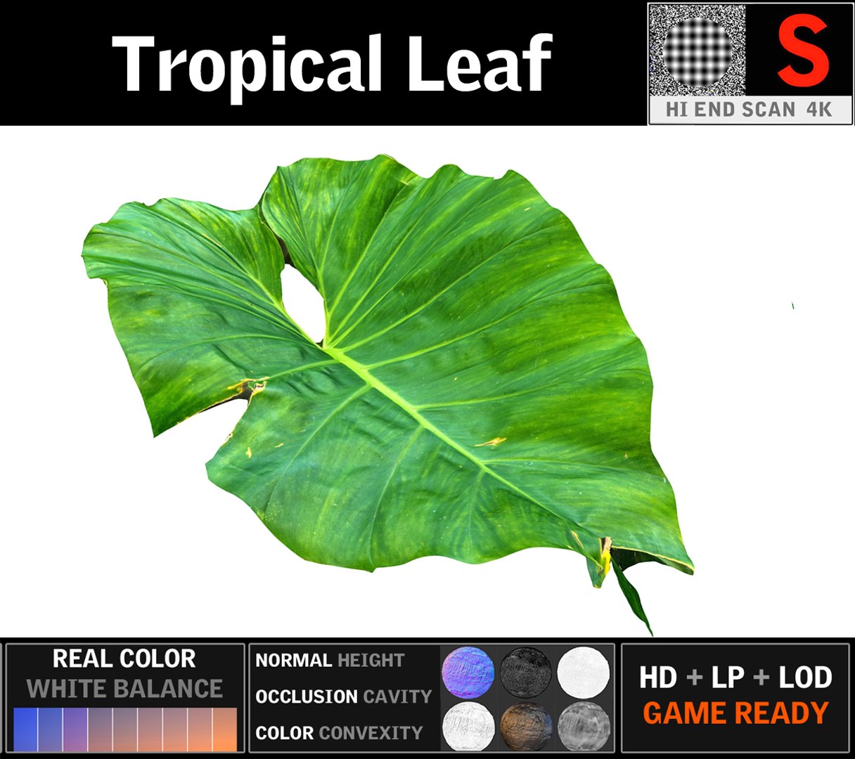 Tropical Leaf 3D Model | 1144353 | TurboSquid
