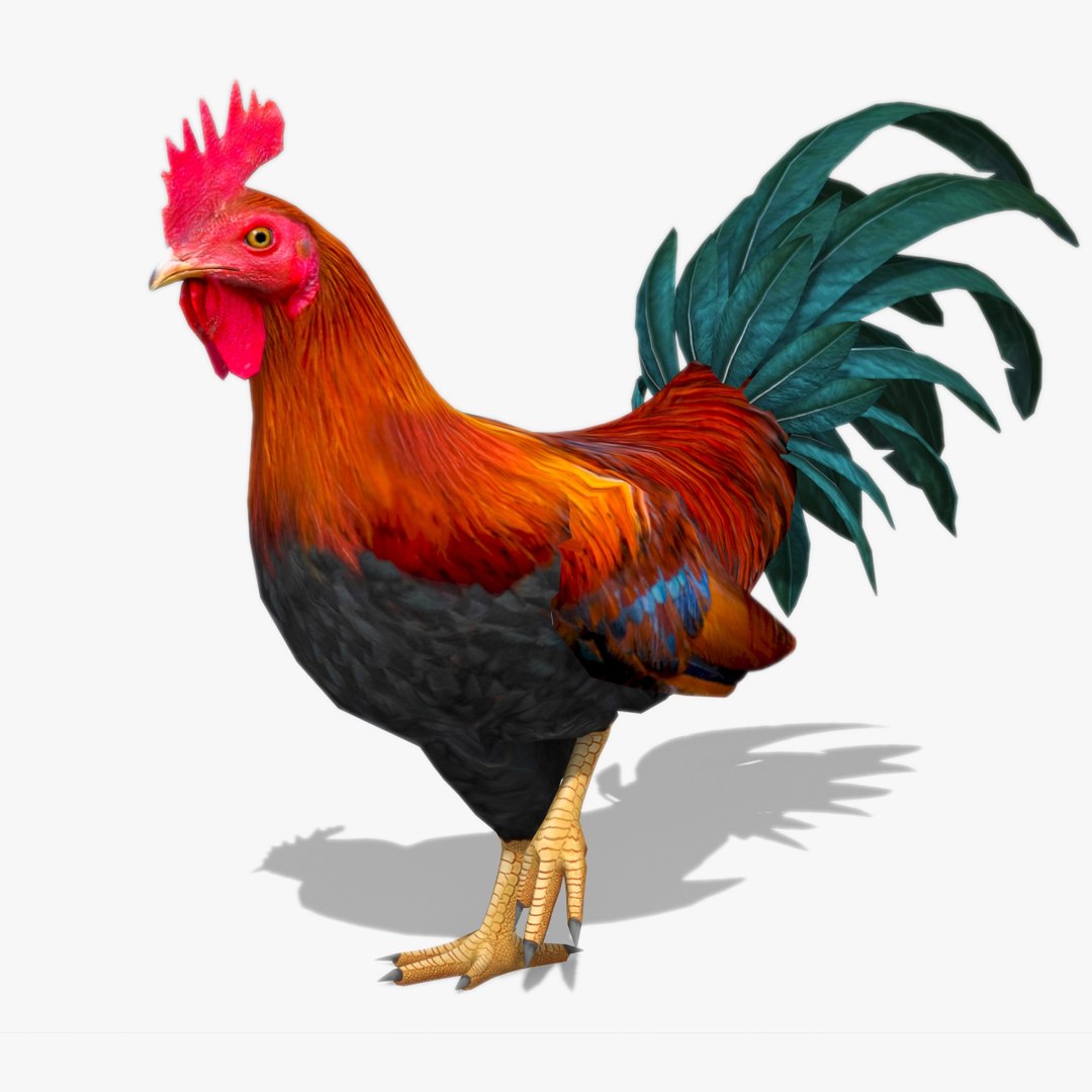 3D Rooster Model - TurboSquid 2046000