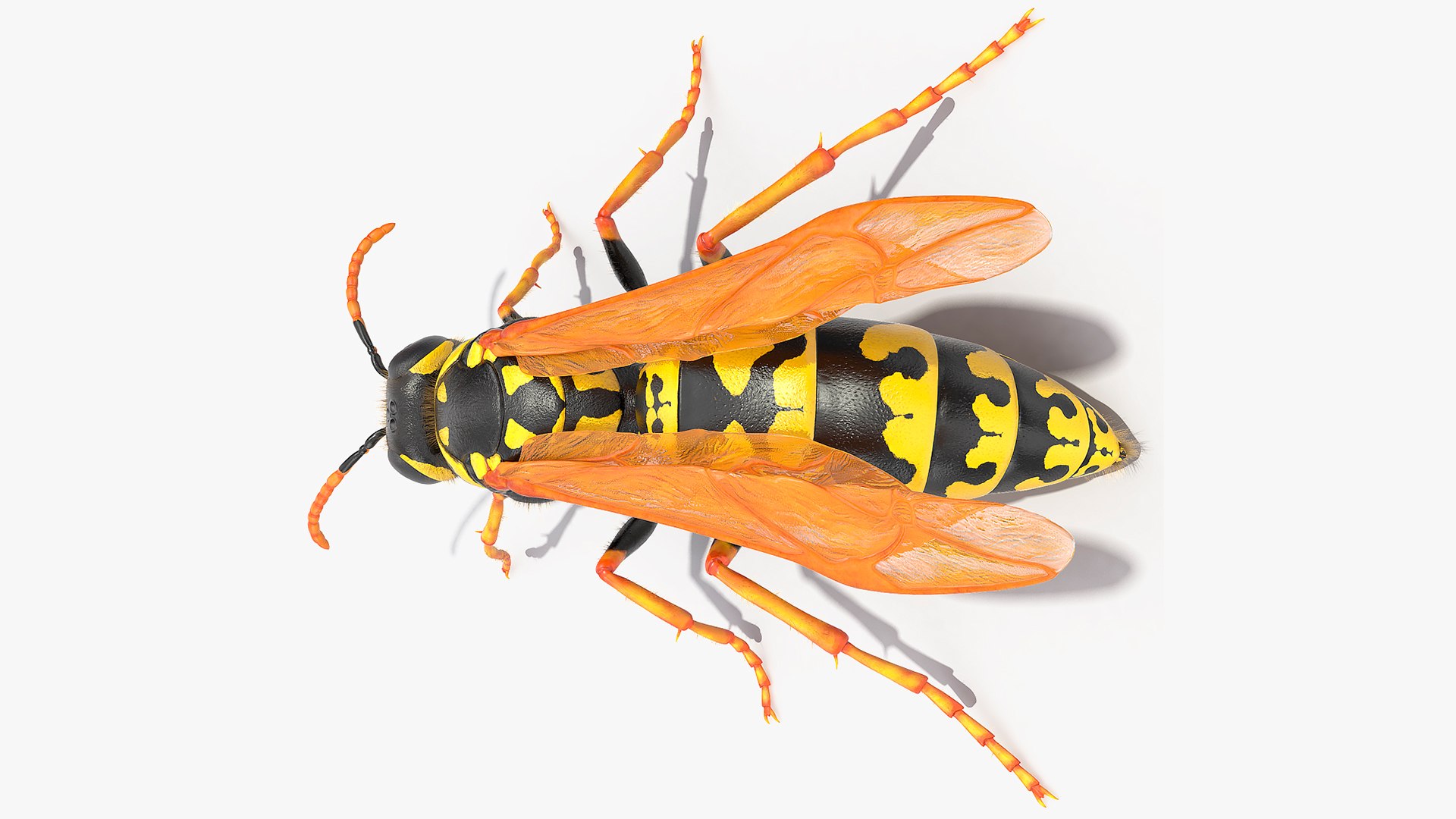 Wasp Standing Pose Fur 3D - TurboSquid 1622040