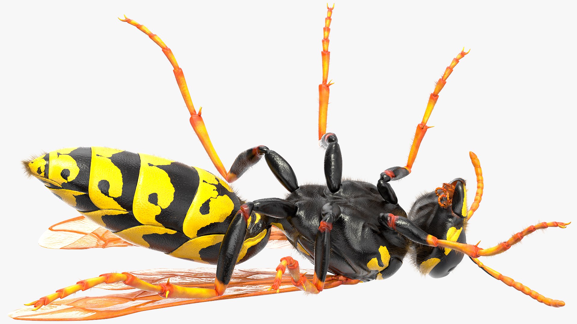 Wasp Standing Pose Fur 3D - TurboSquid 1622040