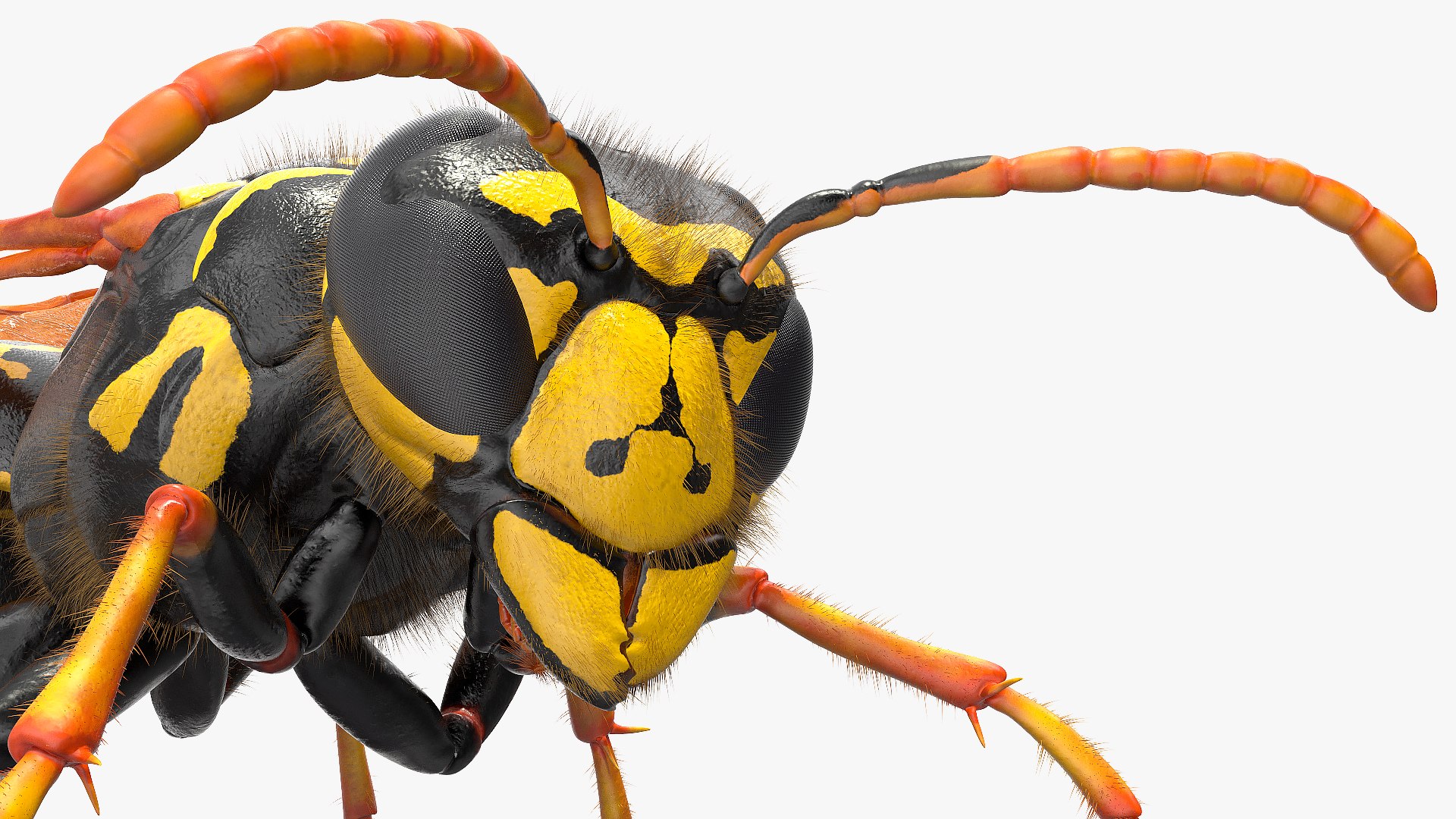 Wasp Standing Pose Fur 3D - TurboSquid 1622040
